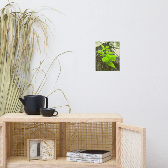 Climbing The Tree Nature Photography, Botanical Unframed Wall Art Print ...