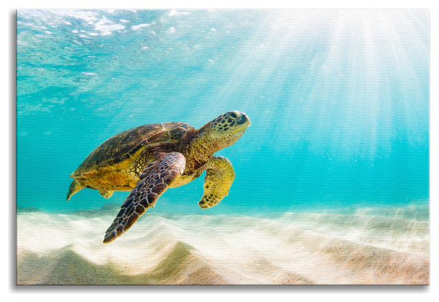 Hawaiian Green Sea Turtle Sea Animal Wildlife Photograph Canvas Wall ...