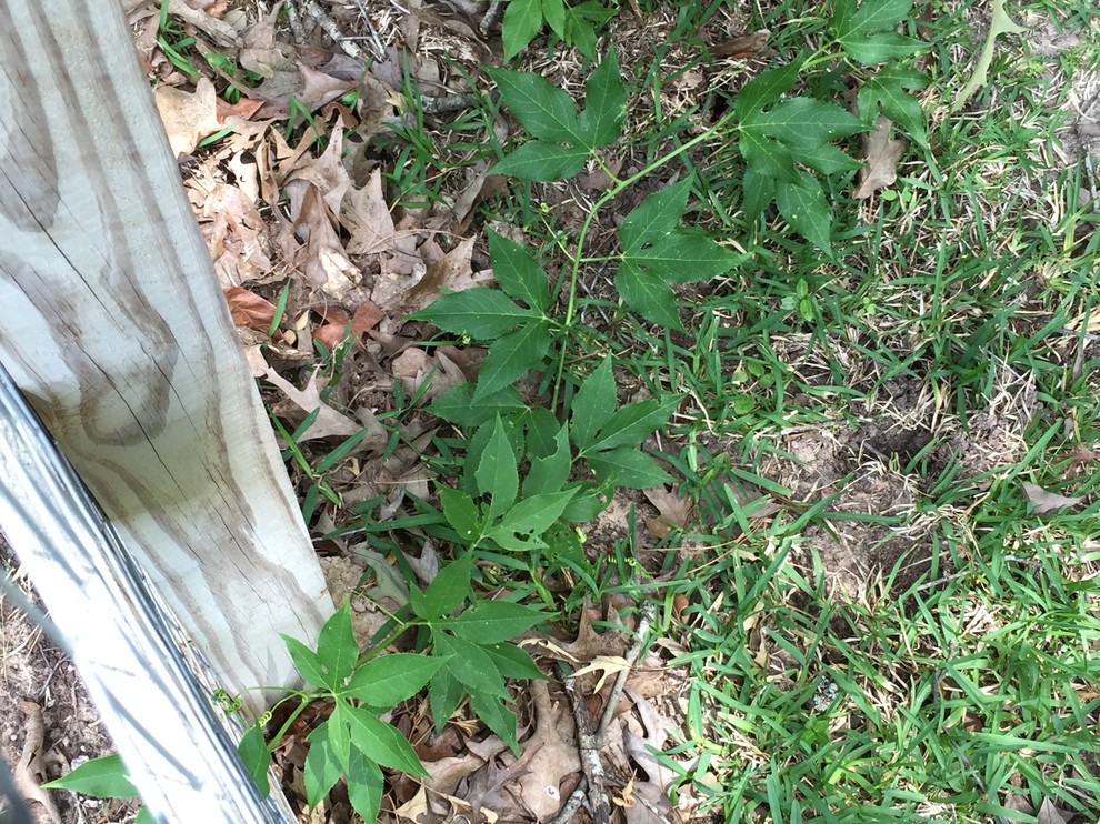 Vine with 3 to 5-lobed leaves