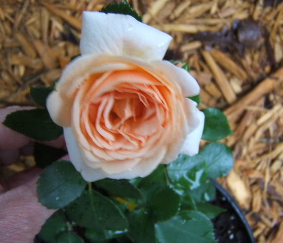 Some rosey color from my garden (lots of pics)