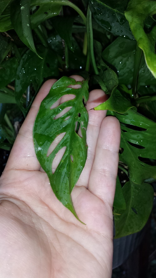 Monstera identification