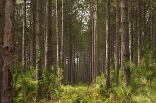 Tall, skinny pine trees for landscaping