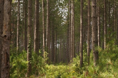 Tall, skinny pine trees for landscaping