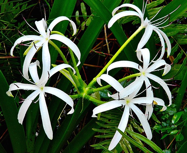 8 Essential Native Wildflowers for the Southeast