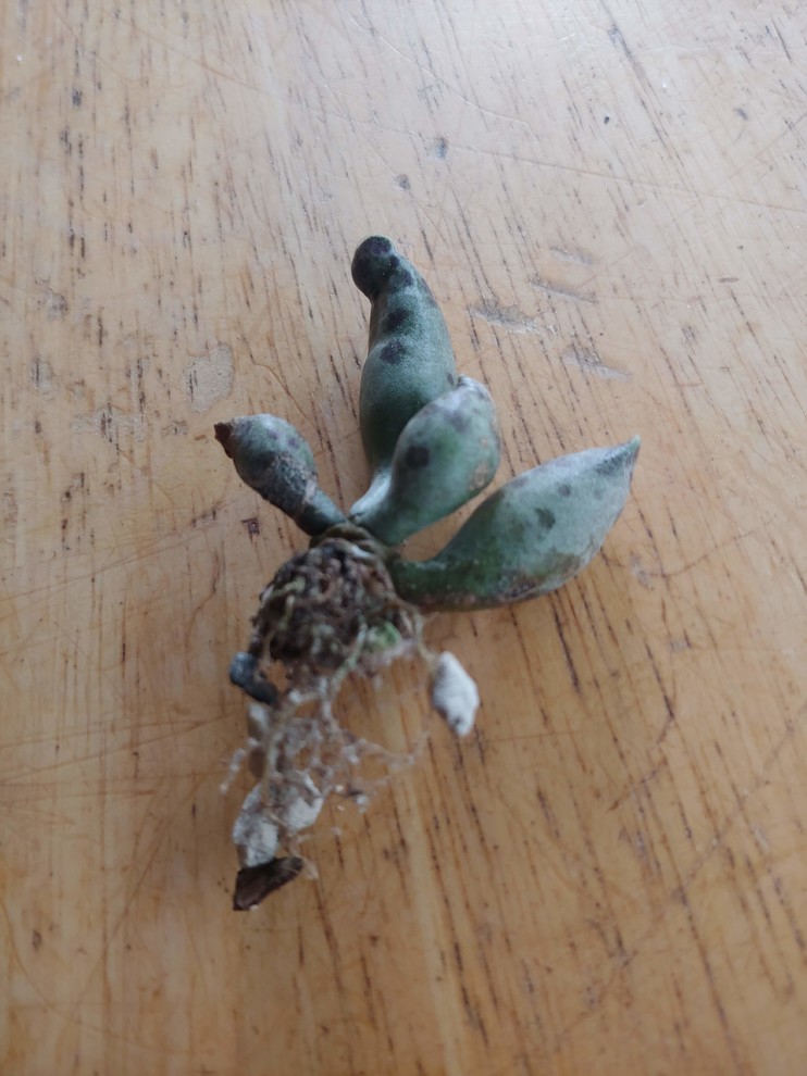 Rootless plants, how do you fix?