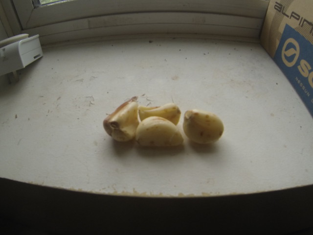 Brown spots on garlic cloves