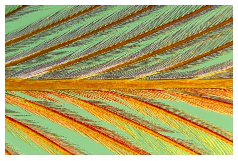 Close Up Of Feather Showing Barbules Branching Off From Barb And Tiny ...