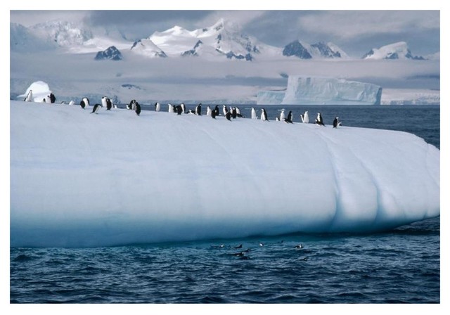 Chinstrap Penguin Group On Iceberg, Palmer Peninsula, Antarctica-Paper ...