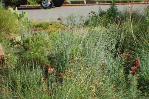"Xeric Tallgrass Prairie"