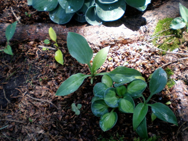 seedlings around 'Holy Mouse Ears'