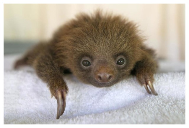 "Hoffmann's 2-toed Sloth baby, Aviarios Sloth Sanctuary" Paper Art, 38 ...