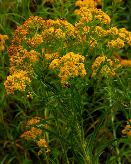 This Sunny Yellow Flower Helps Fall Pollinators and Landscapes