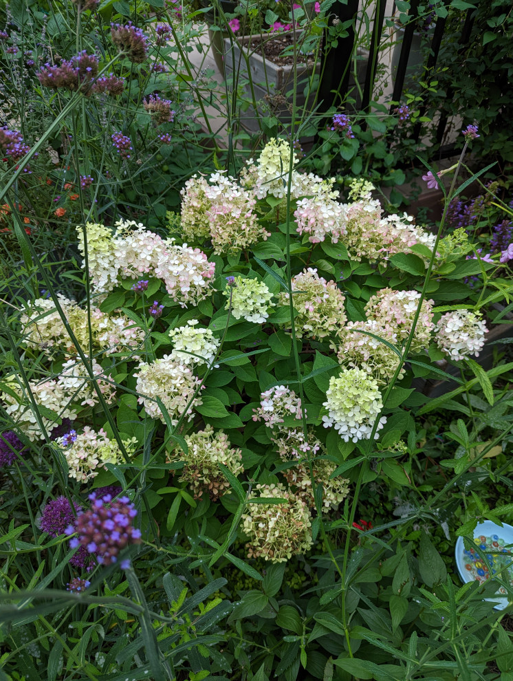 A bit of an update on FIRELIGHT TIDBIT