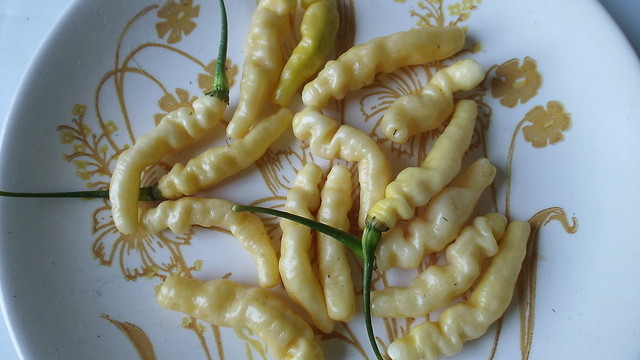 HAVE: Caterpillar Pepper, Yellow Peter Pepper