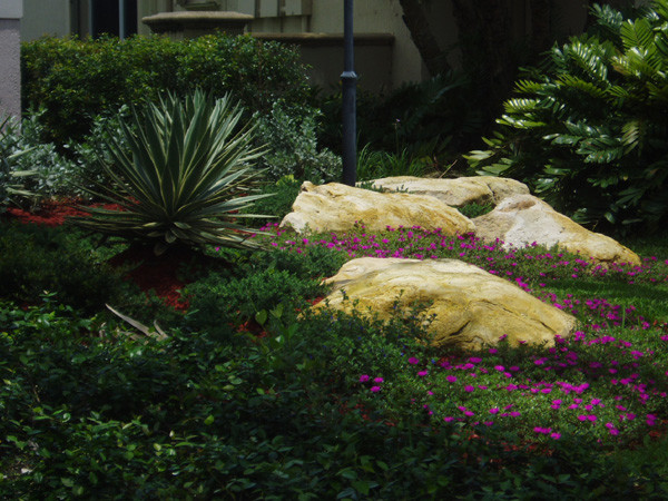 Florida Cap rock and portulaca in the landscape - Tropical - Landscape ...