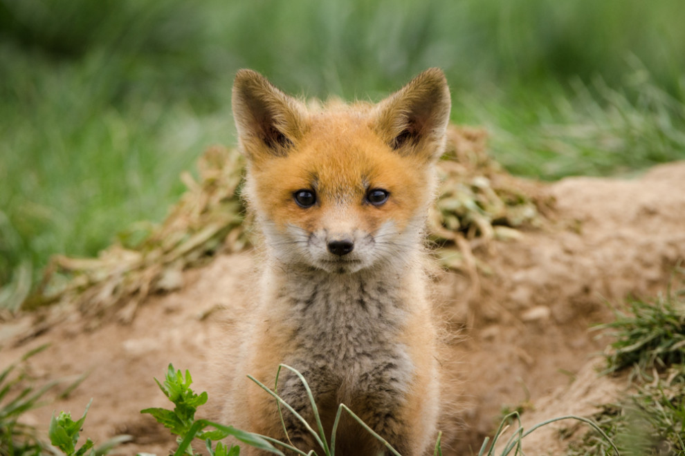 Coming Out (Baby Fox Pup) Wildlife Photography Unframed Wall Art Print ...