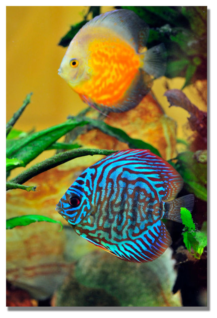 'Two Tropical Fish' Canvas Art by Kurt Shaffer, 22" x 32" - Traditional ...