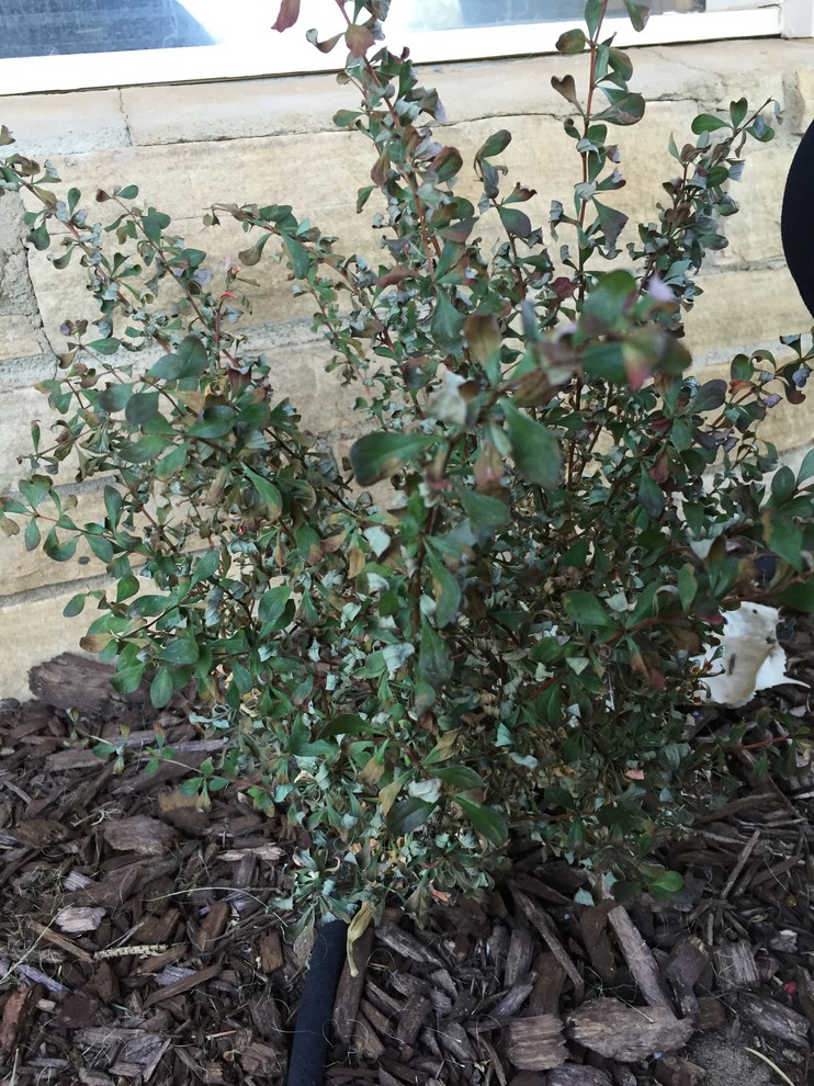 Barberry is dying/dead | Houzz Forum
