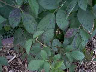 Raspberry disease/fungus