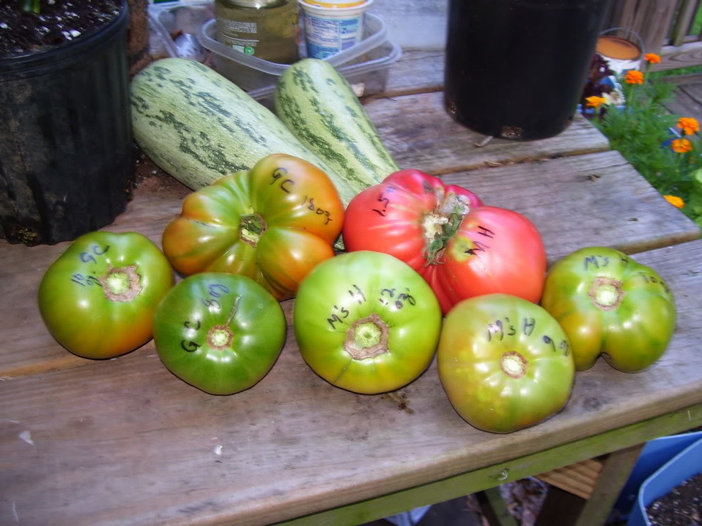 AM tomato harvest -- Monomakh's Hat and Goose Creek tomatoes