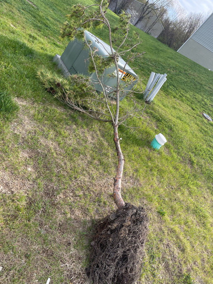 Name this tree? | Houzz Forum