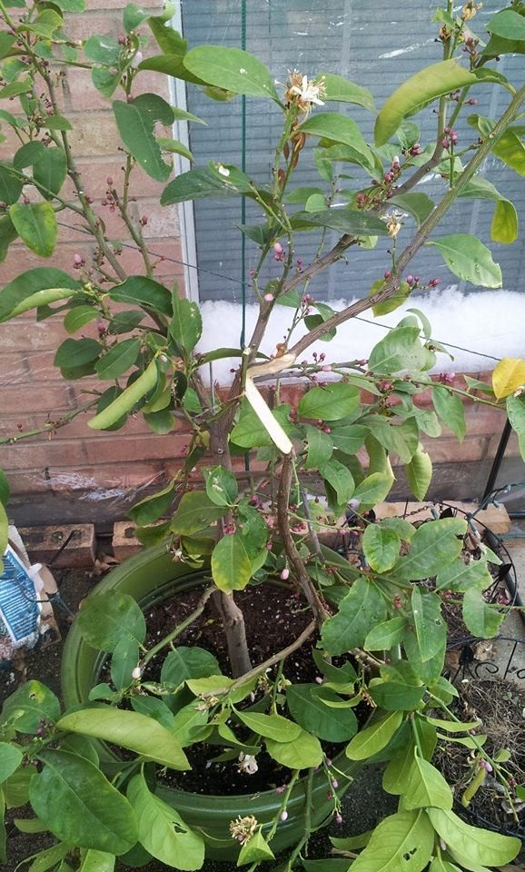 My poor Lemon Tree!