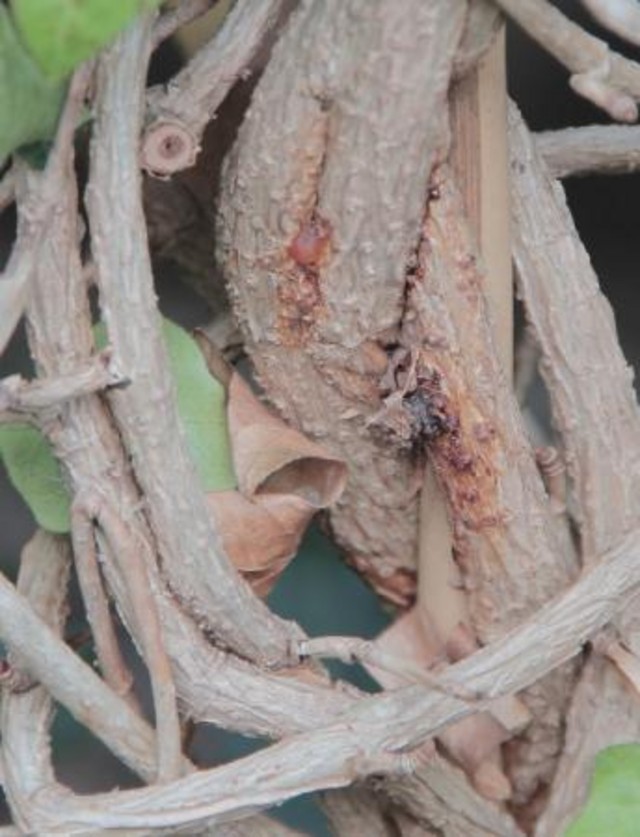 brown spots on my hedera