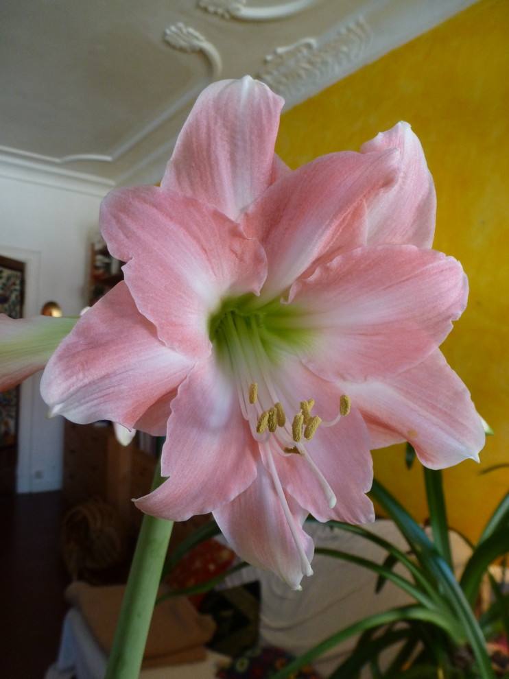 Pollinating a conjoined flower