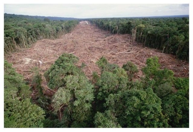 "Clearing tropical rainforest, Lake Kutubu, Papua New Guinea" Paper Art ...
