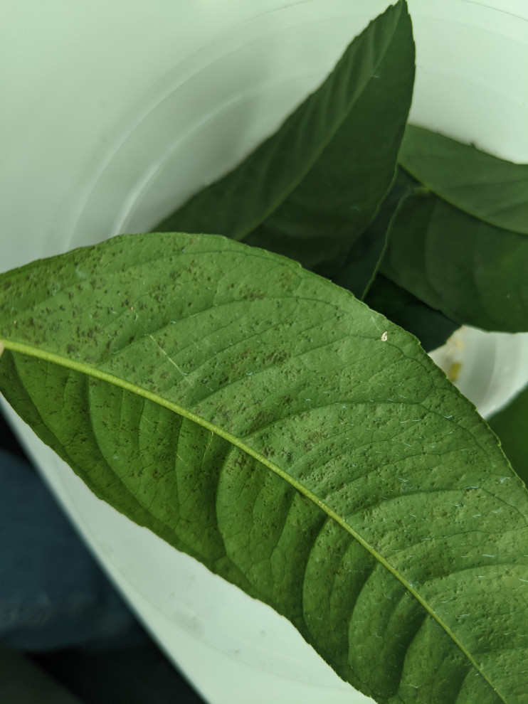 Meyer lemon disease? (help with diagnosis)