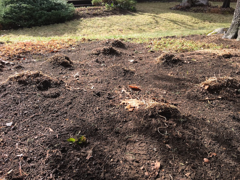 Hosta pips as they come up