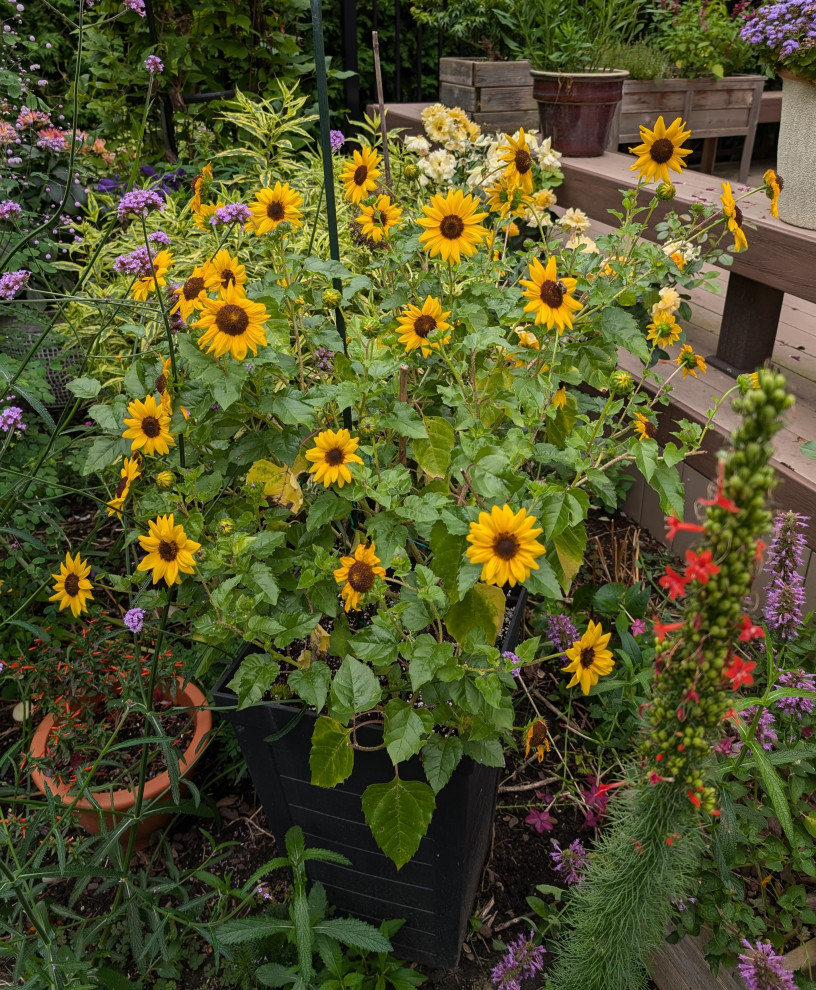 Helianthus hybrid: Sunmazing | Houzz Forum