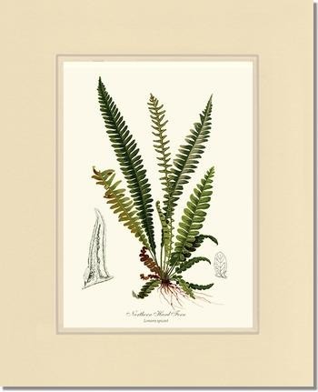 Vintage Botanical Fern Art : Northern Hard Fern, 11x14 Print - Prints ...