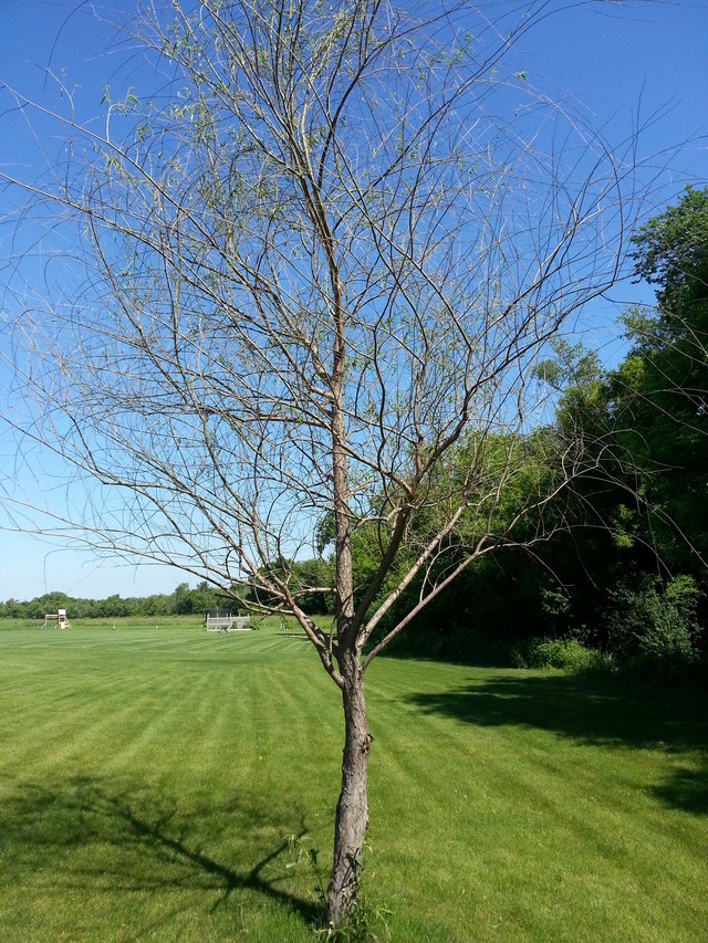 Sick Willow Tree