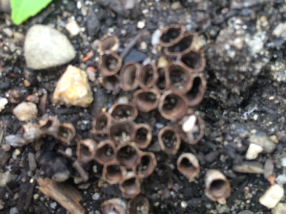 What are these weird pods?