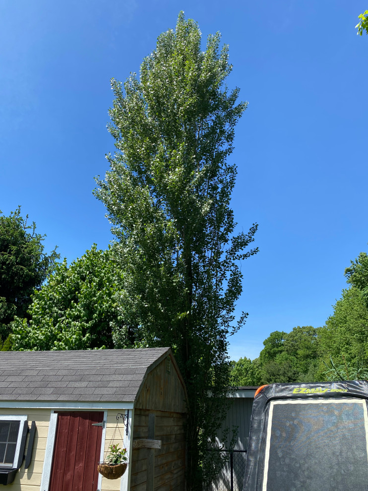 Help to identify these upright trees?