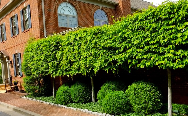 Hornbeam hedge - Traditional - Garden - Louisville - by Landscape Workshop