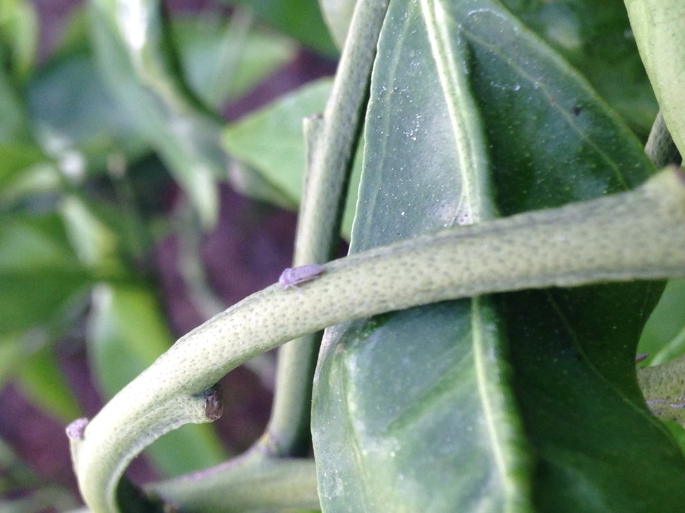 Pest on young satsuma
