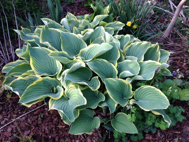 Hosta 'Sagae'