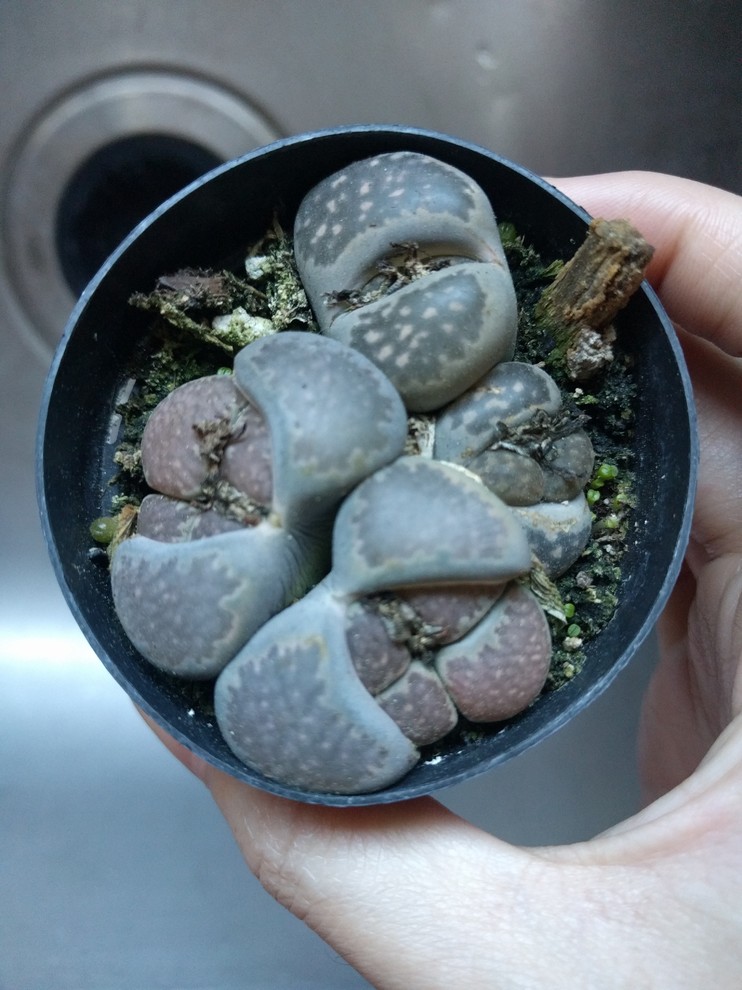 Lithops care