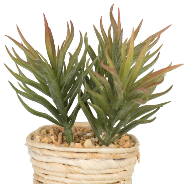 5" Potted Succulent Cactus Asst Set/3 - Contemporary - Artificial ...