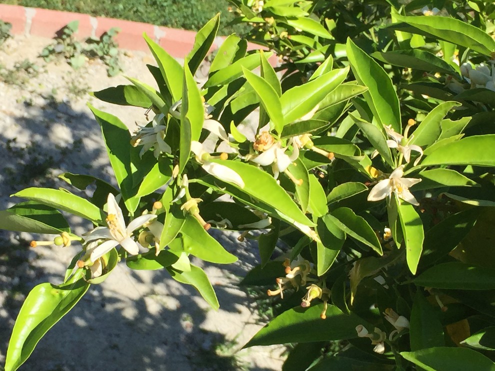 Trying to identify a citrus tree...