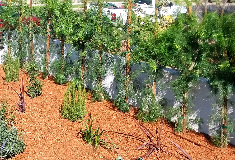 Hedge Plants--Podocarpus - Landscape - Los Angeles - by Flores Artscape ...