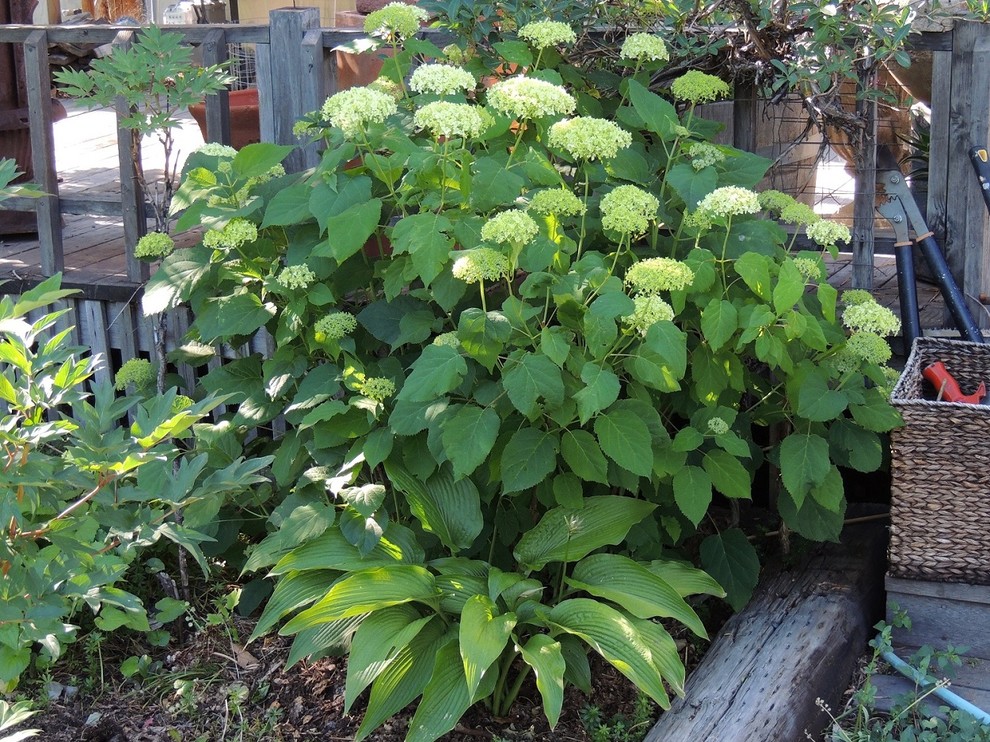 jade cascade