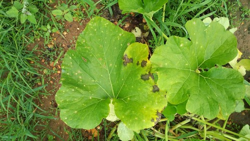 Squash disease