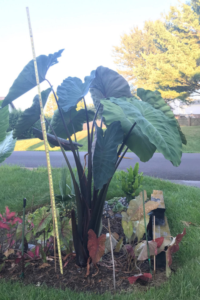 Black Magic elephant ear - my tallest in the 2019 season at 5ft-3.5 in ...