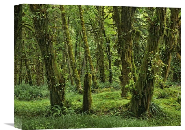 "Hoh Rainforest, Olympic National Park, Washington" Artwork, 16" x 12 ...