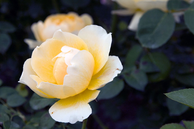 Colour Wisdom From Nature: Yummy Yellow | Houzz NZ
