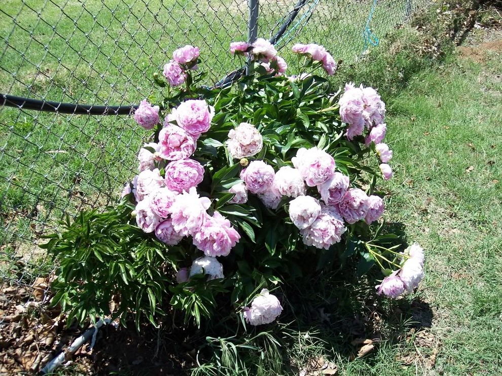 Identifying this flowering bush | Houzz Forum
