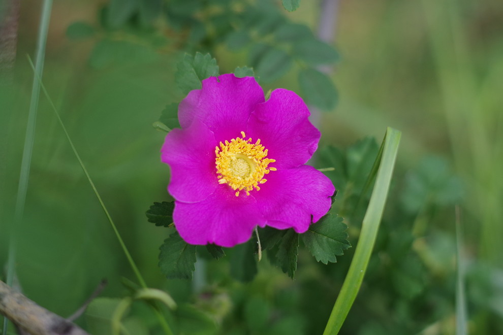 Odd roses and their garden friends.